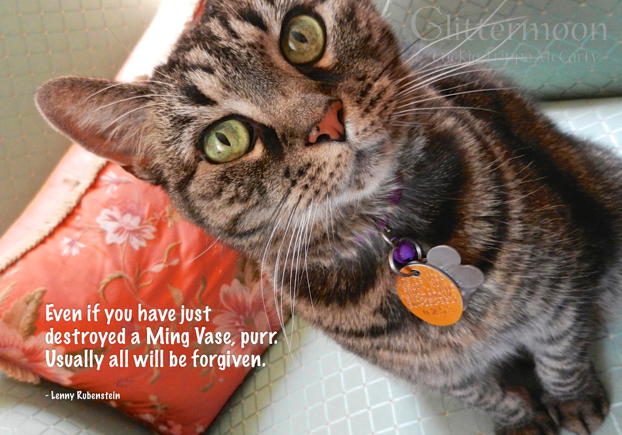 Dog and Cat Cards – Glittermoon Cards